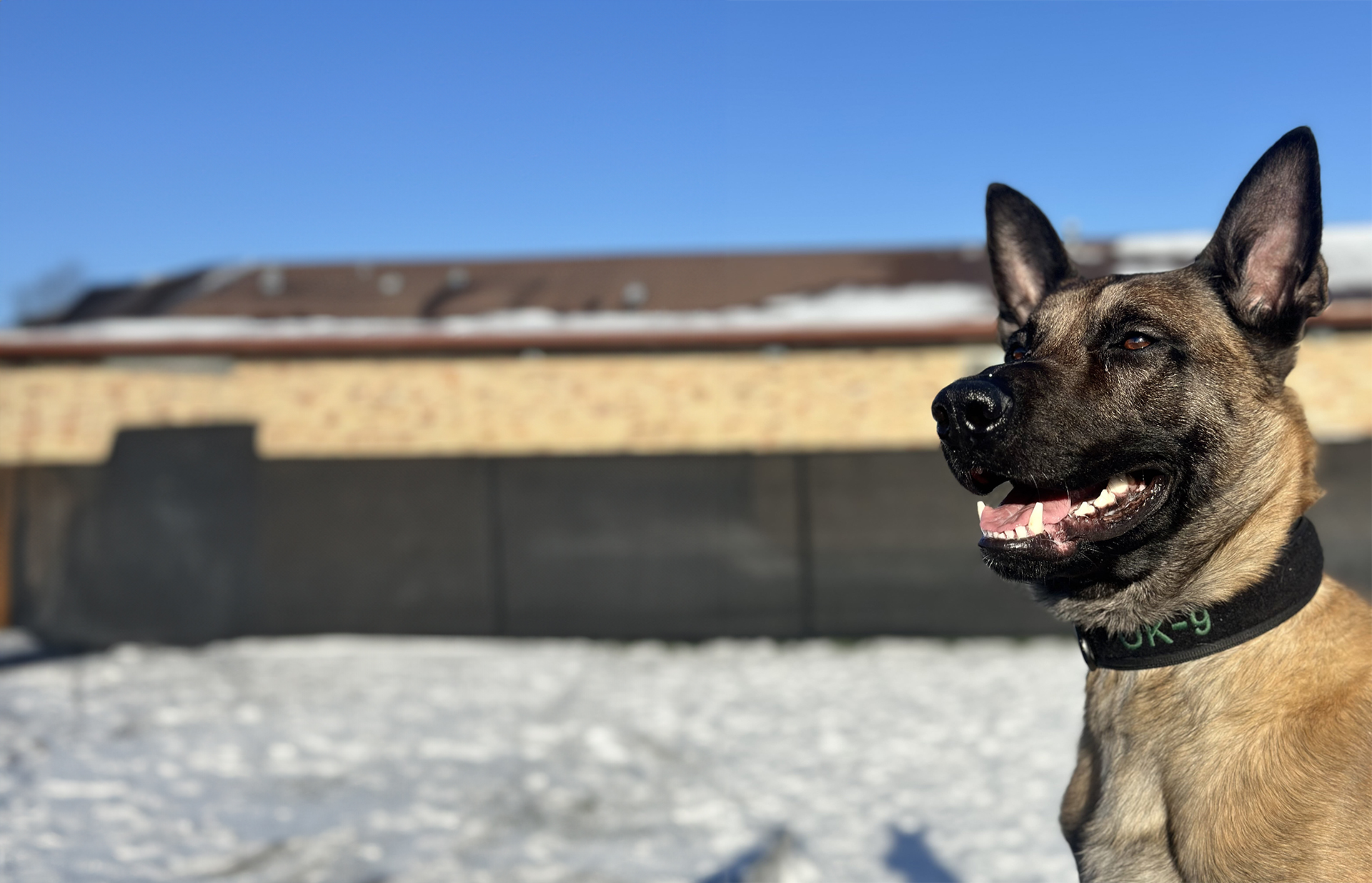 Protection Dog Sales | Mid-Michigan K9 Academy